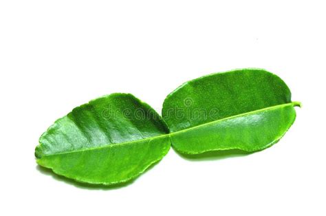 La Lima De Kaffir Fresca Deja Hojas Verdes Aisladas En Fondo Blanco