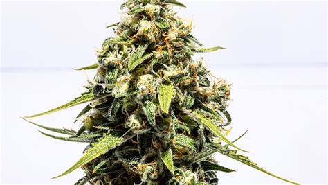 Strongest Weed Strains 2025 Highest Thc Strains Ever