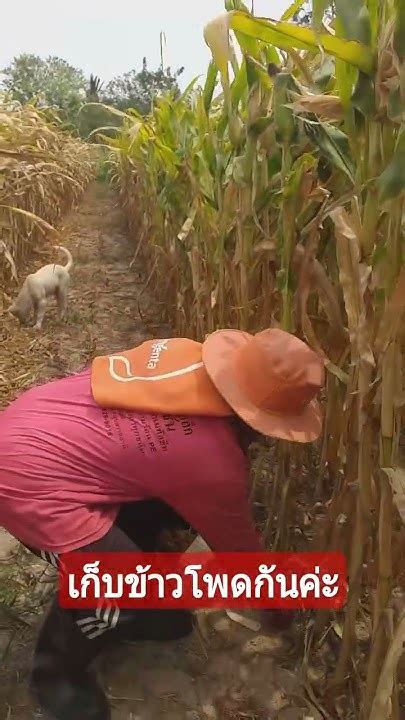 มาเก็บข้าวโพดกันค่ะ เพิ่ลให้เวลา 2 วัน มาดูกันว่าจะเสร็จไหม ข้าวโพดถอดยอด ข้าวโพดเมล็ดพันธุ์