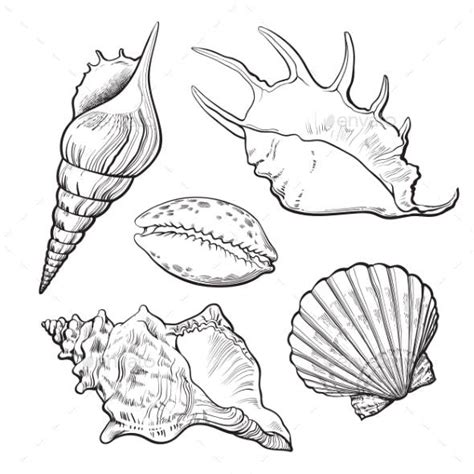 Set Of Various Mollusk Sea Shells Shell Tattoos Shell Drawing Sea Drawing