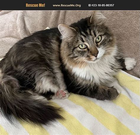 Adopt 23100500357 ~ Maine Coon Rescue ~ Valencia Ca