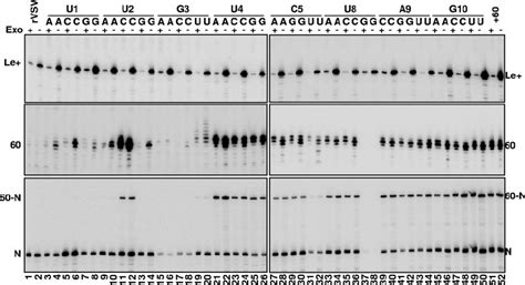 Exonuclease Sensitivities Of The Products Of Rna Synthesis A Primer