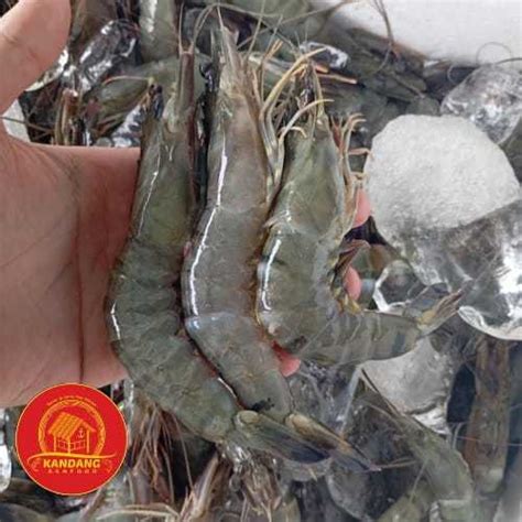 Jual Udang Pancet Jumbo Tiger Shrimp Windu Fresh Frozen Segar