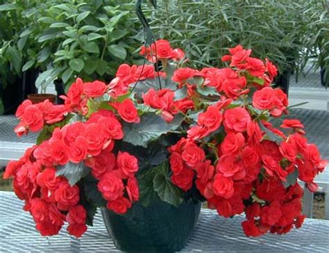 Бегония гибридная Элатиор — Begonia hybrida elatior - Каталог комнатных ...