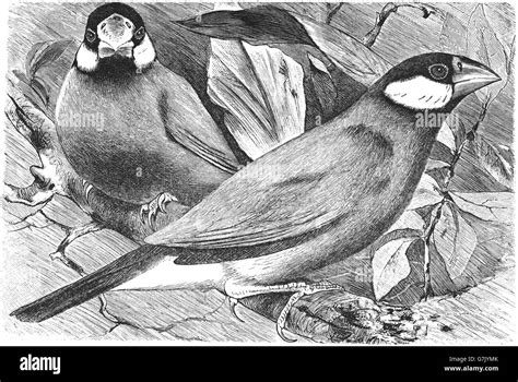 java sparrow lonchura oryzivora illustration from book dated 1904