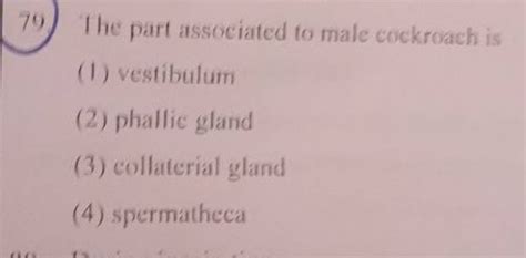 The Part Associated To Male Cockroach Is Filo