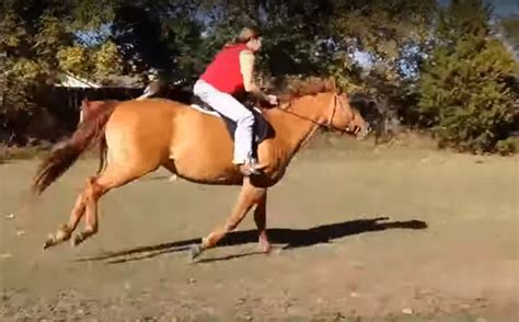 Training Clinics United States Tent Pegging Federation Inc USTPF