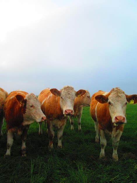 Premium Photo Cows Standing In Field