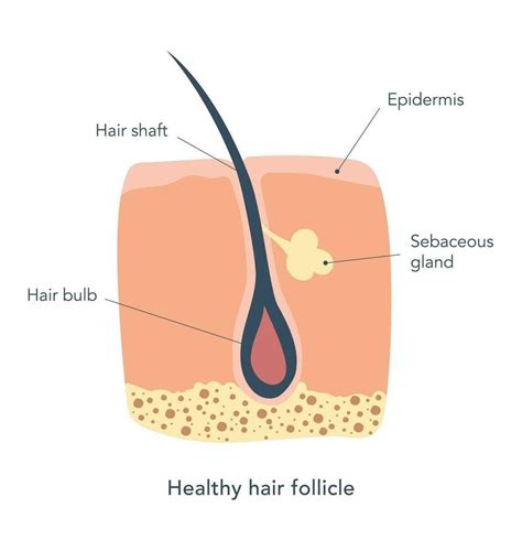 Healthy Hair Follicle Under Microscope Medical Scheme Skin Care Hair