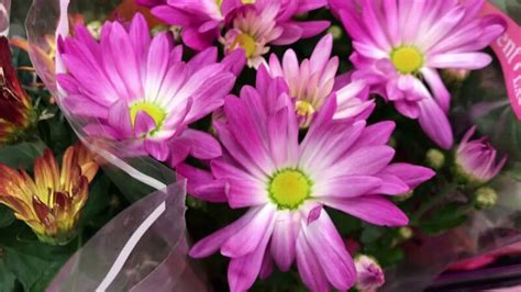 Новые Цветы в Леруа Мерлен несмотря на Дождь Смотреть онлайн в поиске Яндекса по Видео