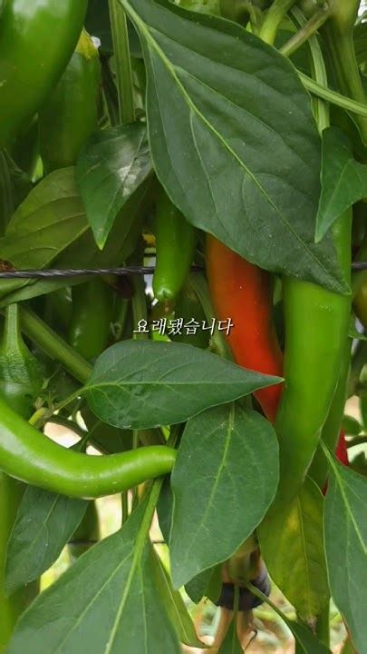 식물이 귀여워 보이면 농부가 될 준비가 된거라던데 ️ 이맘때농원 청년농부 천안농부 Farming 고추키우기