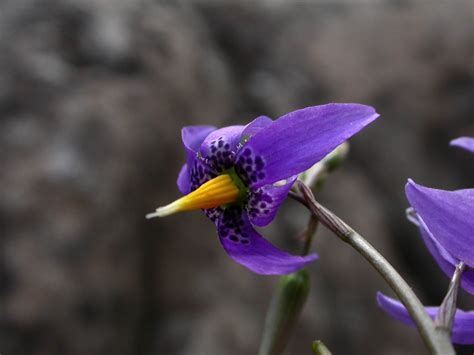 Conanthera Biflora Tecophilaeaceae