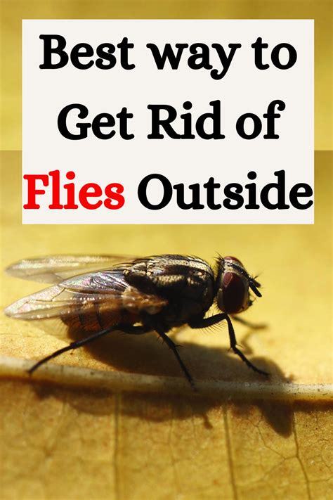 Get Rid Of Flies Outside Keep Flies Away Get Rid Of Flies Lawn Pests