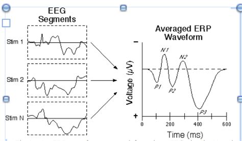 Looking For A Publication To Cite With A Nice Imagedescription Of Auditory Erp Evoked