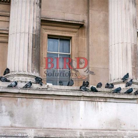 Bird Netting To Protect Your Business Bird Solutions Inc