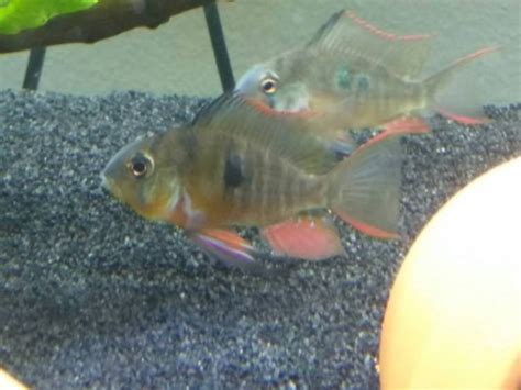 Sexing Bolivian Rams Aquarium Advice Forum Community