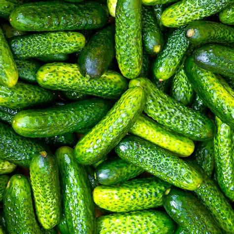 a beginner s guide to growing mini cucumbers in your garden shuncy