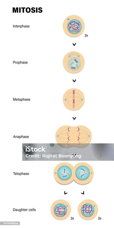 Tahapan Mitosis Profase Metafase Anafase Dan Telofase Ilustrasi Stok