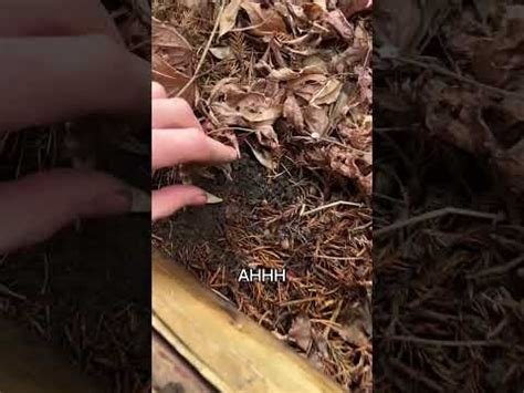 How Do You Call A Hard Shell On Insects