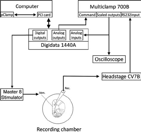 Schematic Drawing Of The Recording Whole Cell Patch Clamp Recording