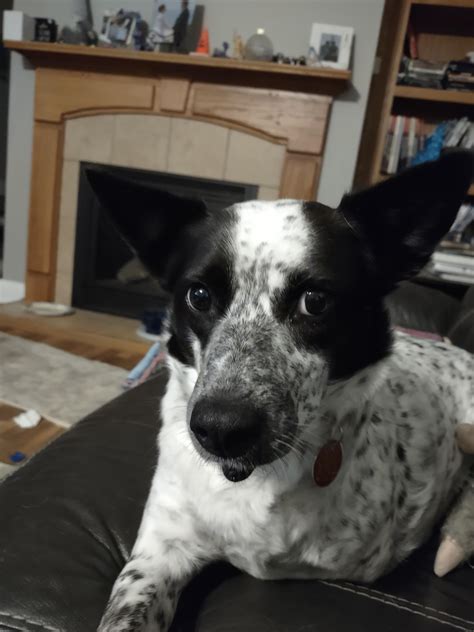 Our Good Girl Heidi Has Had A Rough Life Til Recently It Makes Me