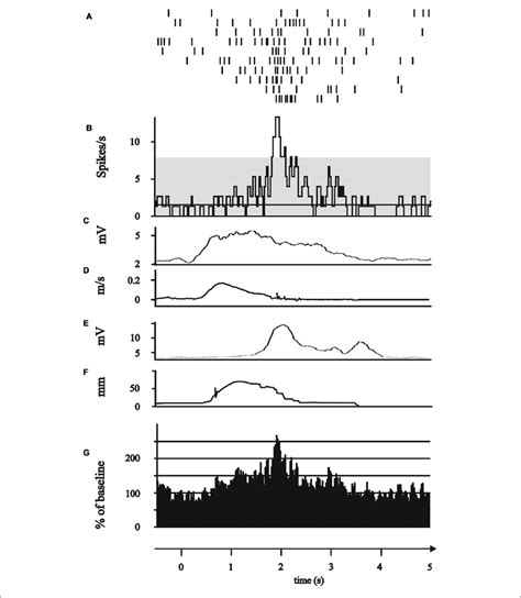 Modulation Of Subthalamic Neuronal Activity During The Grip Phase Download Scientific