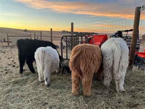 Highland Coat Colors The Basics