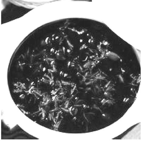 闭经 中药学 医学