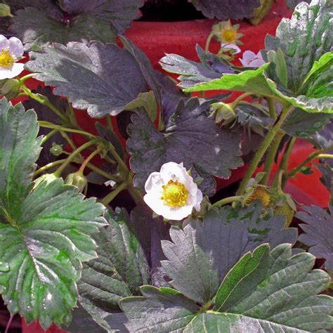 Monatserdbeere Fragaria Vesca Var Semperflorens Samen