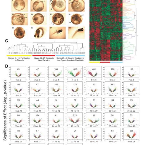 Stages And Patterns Of Gene Expression During Development A Key