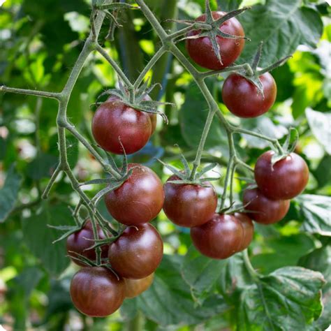 16 Best Cherry Tomato Varieties For Snacking And Fresh Eating