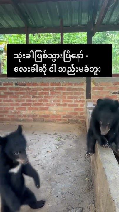 ဘဝတူတွေမို့ ကိုယ်ချင်းစာတယ် ထင်ပါရဲ့ 😀 ကံကောင်းနှင့် အမတစ်ကောင် Youtube