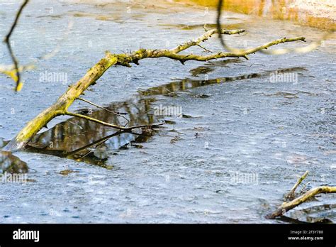 Dead Tree On The Surface Of The Water A Tree Branch Emerges From The Surface Of A Frozen Lake