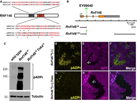 Figure 1 From A Context Dependent Role For The Rnf146 Ubiquitin Ligase In Wingless Wnt Signaling
