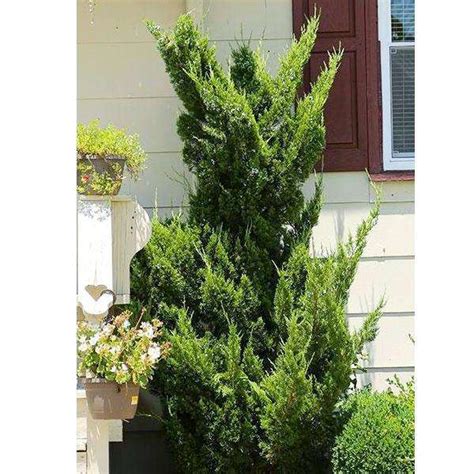 Buy Hollywood Juniper Online Bay Gardens Online Nursery