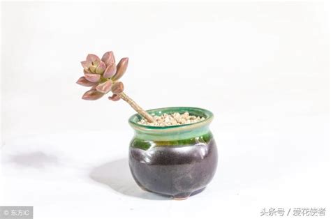 景天科的多肉植物千萬不能養！因為，你養了以後就會愛上它們！ 每日頭條