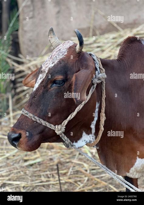 Portrait Of A Cow Stock Photo Alamy
