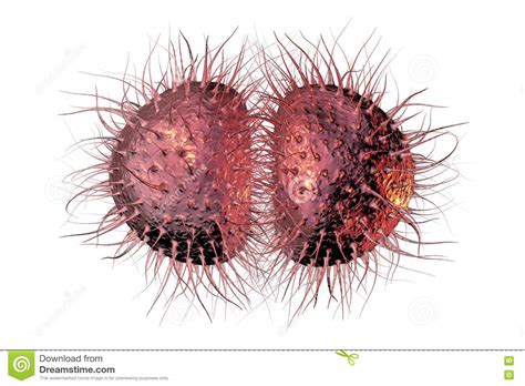 Bacteria Gonococcus Or Meningococcus Stock Illustration 79927192