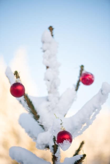 Premium Photo Christmas Red Balls On Pine Tree Covered With Fresh
