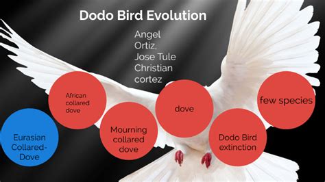 Evolution Of Dodo Bird By Angel Ortiz On Prezi