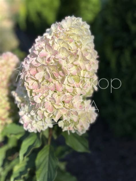 Гортензия метельчатая Кенди Лав /Саммер Лав / Hydrangea paniculata ...