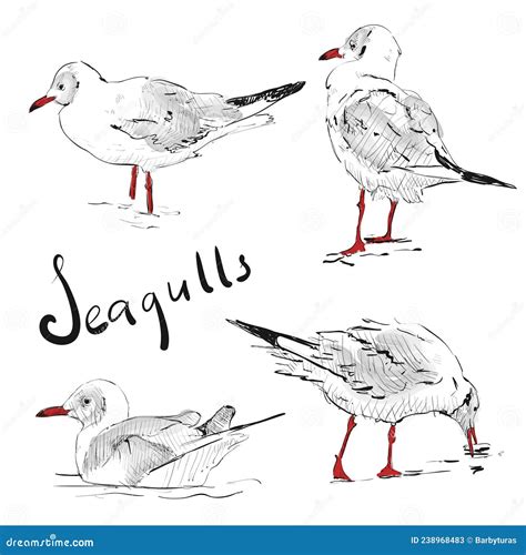 Seagulls Sketch Pencil Drawing By Hand Vector