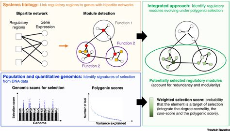 Polygenic Traits Biology