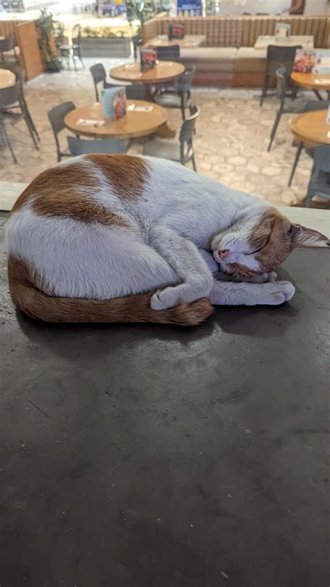 Gusto Ko Lang Talaga Maging Pusa Para Maranasan Ko Yung Ganito Kasarap