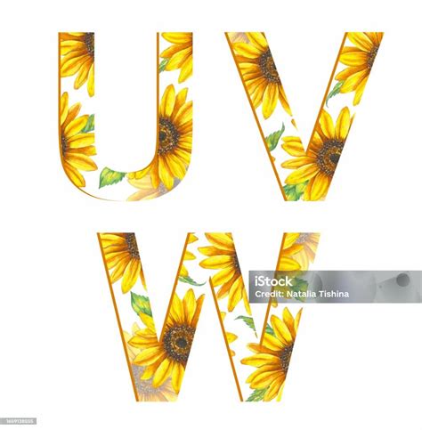 꽃 알파벳 세트 문자 U V W 알파벳 문자는 해바라기 패턴에서 잘라냅니다 9월에 대한 스톡 벡터 아트 및 기타 이미지 9월