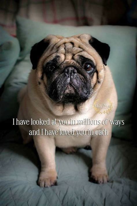 19 Inspirational Pug Quotes About Life And Love Artofit