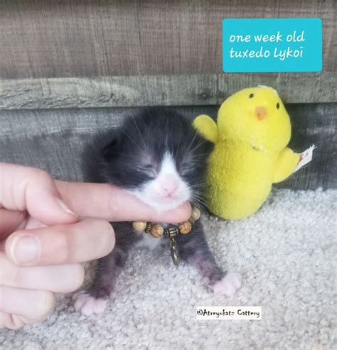 Kittens Lykoi Kitten