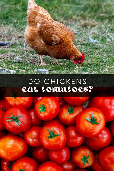 Are Tomatoes Good For Chickens Everything You Need To Know • Longbourn