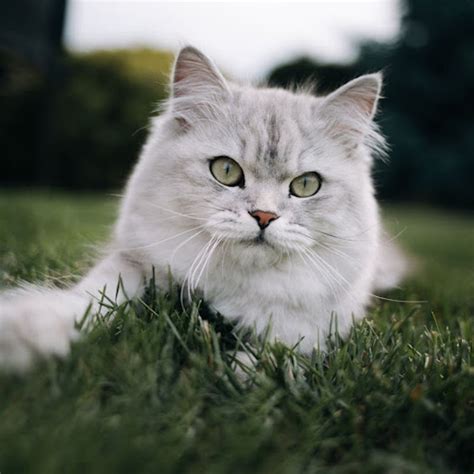 British Blue Mix