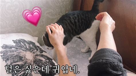 애정결핍 고양이와 엄마 Youtube